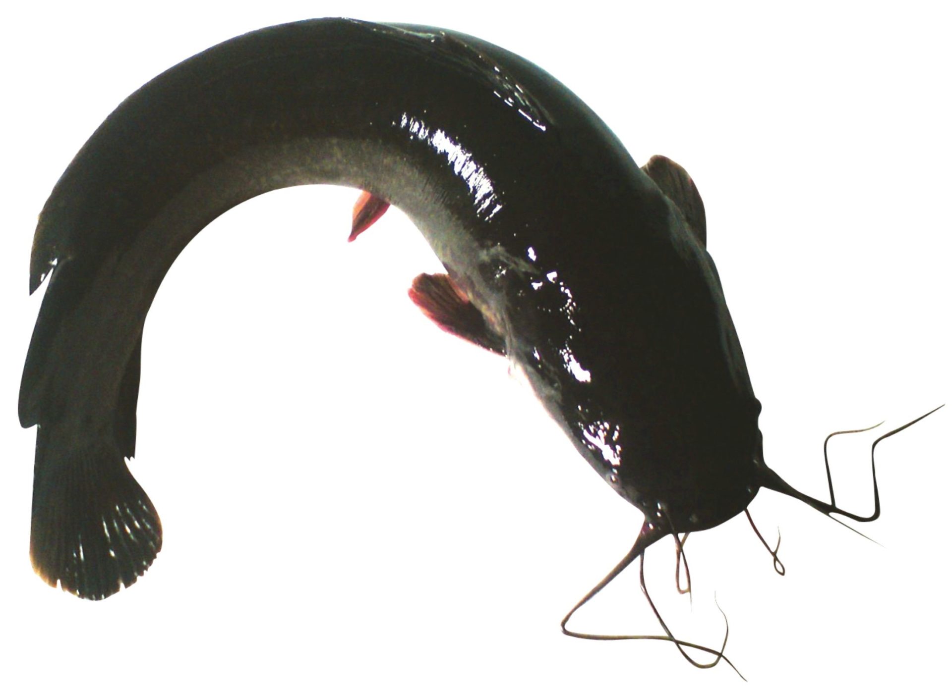 Bagre africano: que tipo de peixe é, seus benefícios e malefícios ...