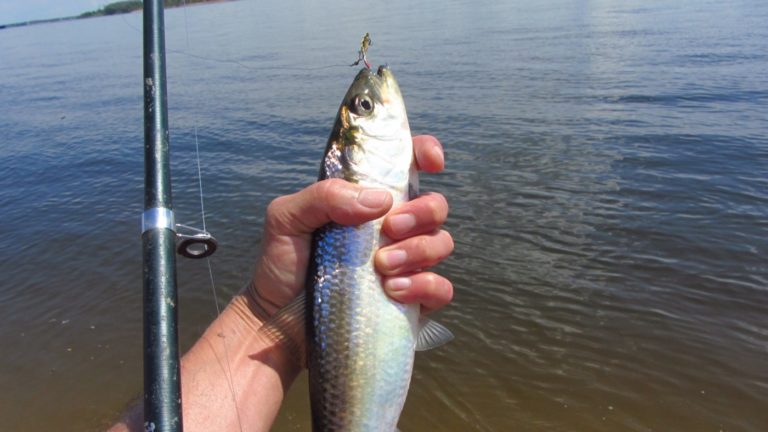 ¿Dónde se encuentra el arenque: variedades y descripción del pescado ...