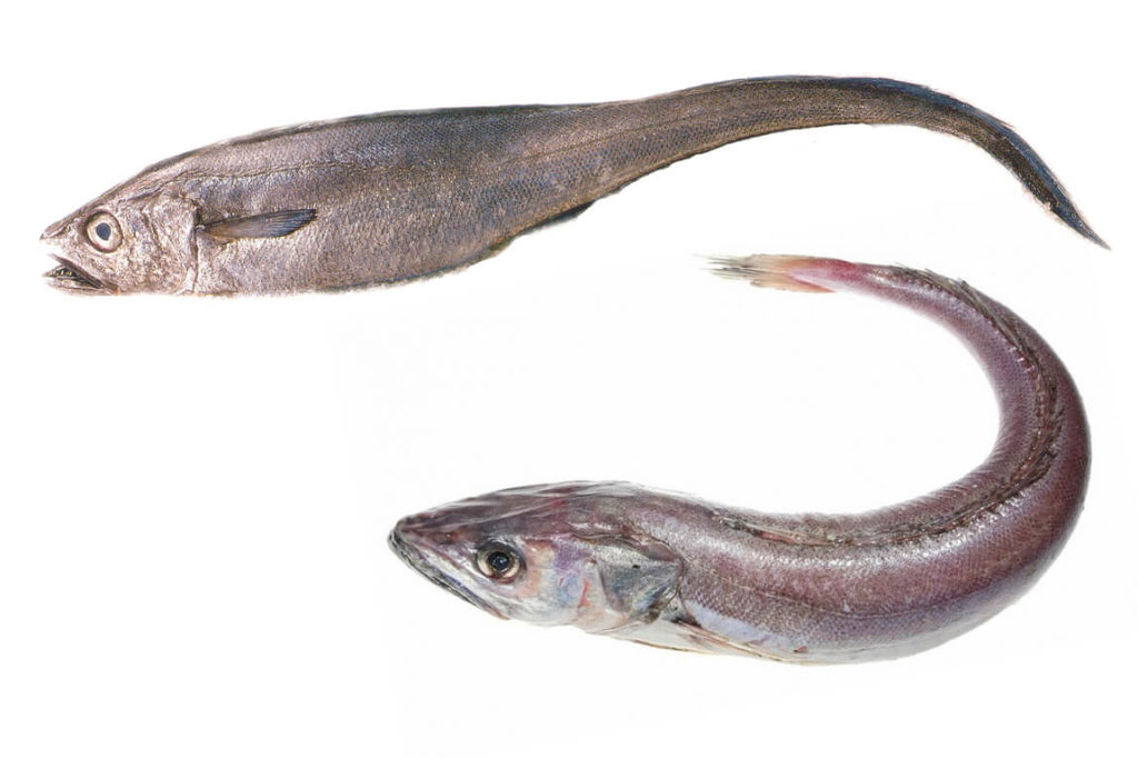 Hoki fish: what it looks like and where it is found, the benefits and ...