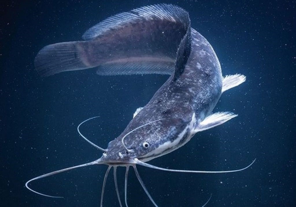 Bagre africano: que tipo de peixe é, seus benefícios e malefícios ...