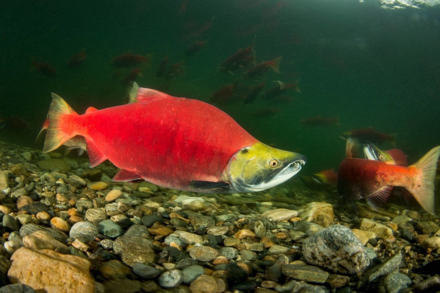 Variedades de pescado rojo: las 25 mejores variedades y razas, dónde ...