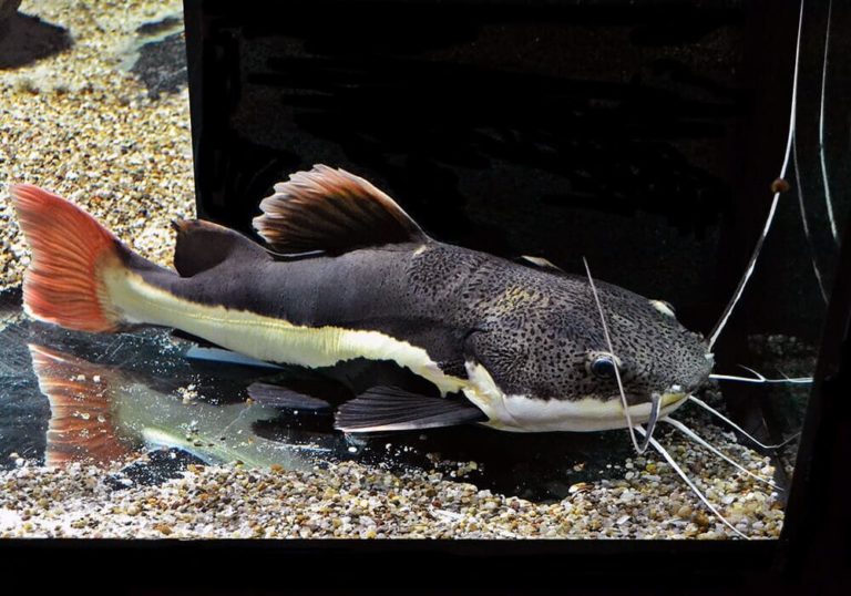 Types de poissons-chats : qu'est-ce qu'ils sont, descriptions du top 15 ...