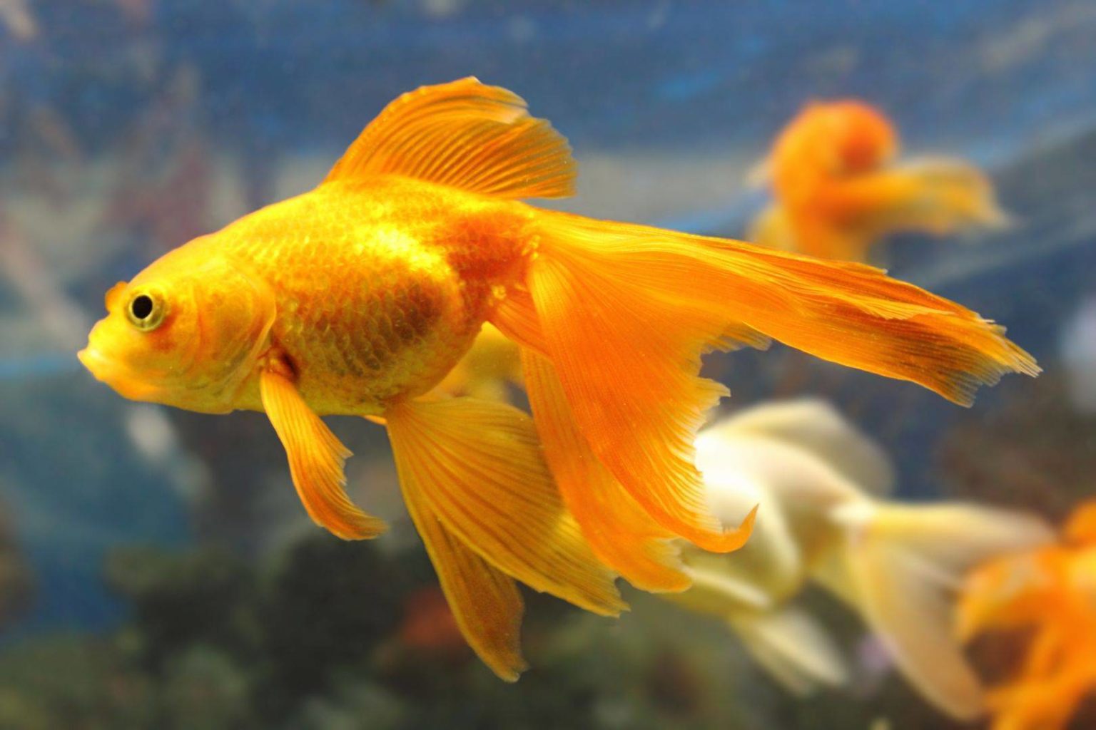 Les plus beaux poissons : description et caractéristiques du top 20 des ...