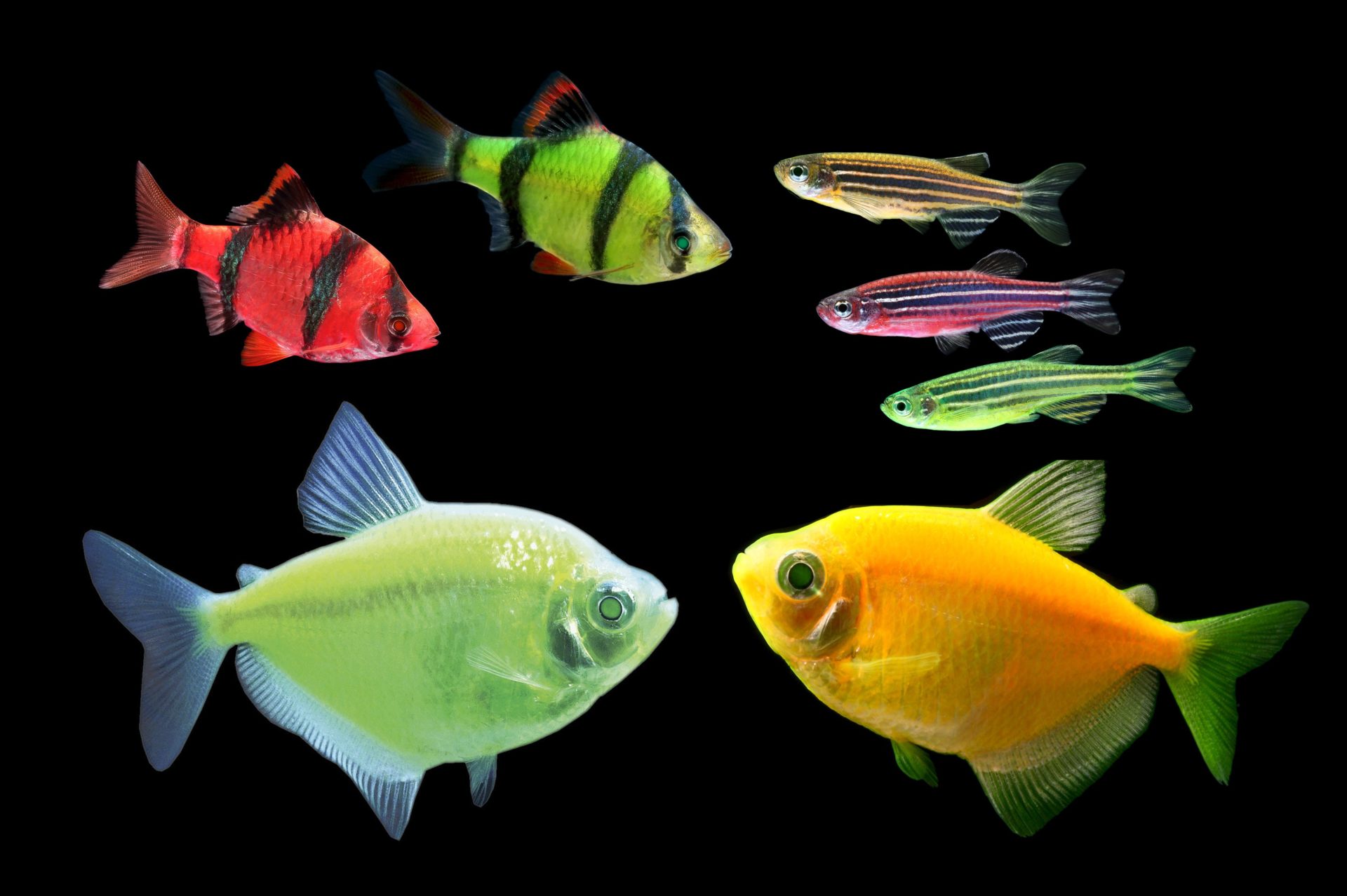 Les plus beaux poissons : description et caractéristiques du top 20 des ...