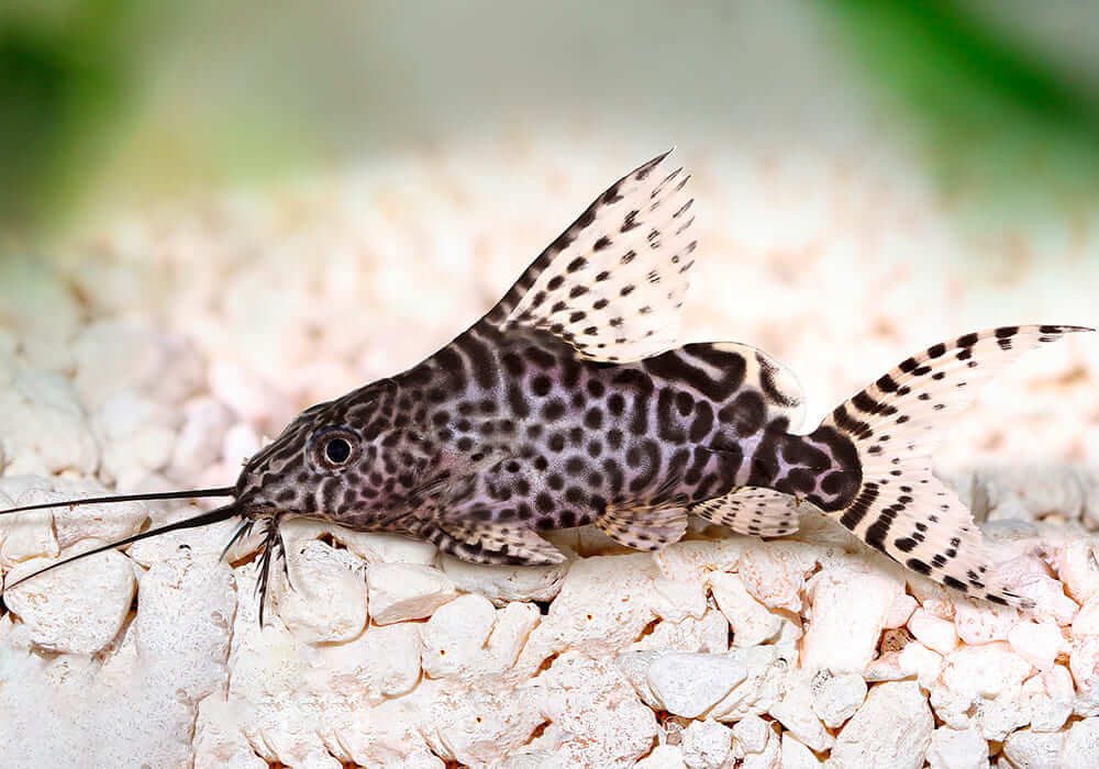 Types de poissons-chats : qu'est-ce qu'ils sont, descriptions du top 15 ...
