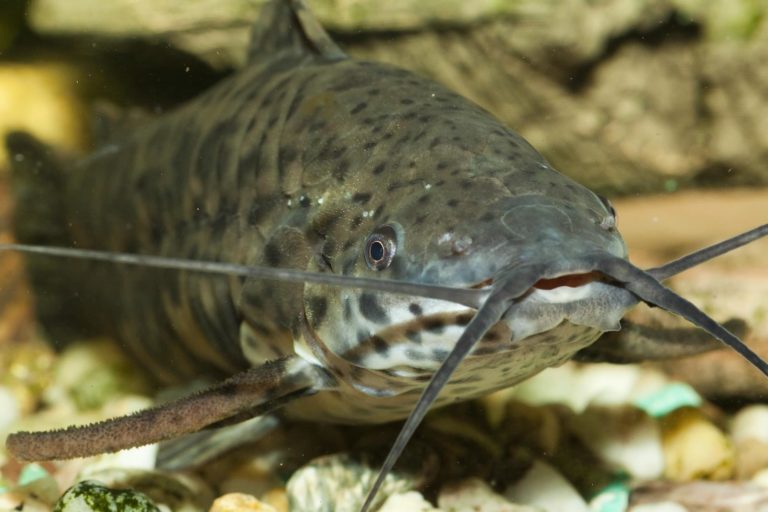 Tipos de bagre: qué son, descripciones de los 15 principales con ...