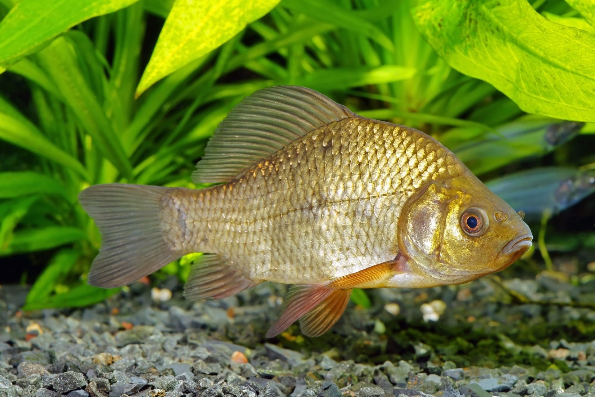 Comment pousse le carassin : reproduction et élevage à la maison ...