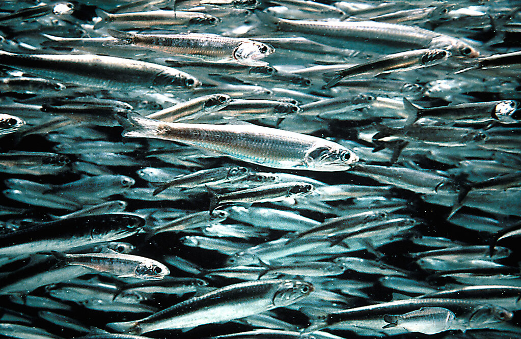 Papalina: kje se ribe nahajajo in kaj jedo, uporaba in kontraindikacije